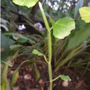 Changalamparanda Chammanthi (Medicinal Herbal Coconut Chutney ...